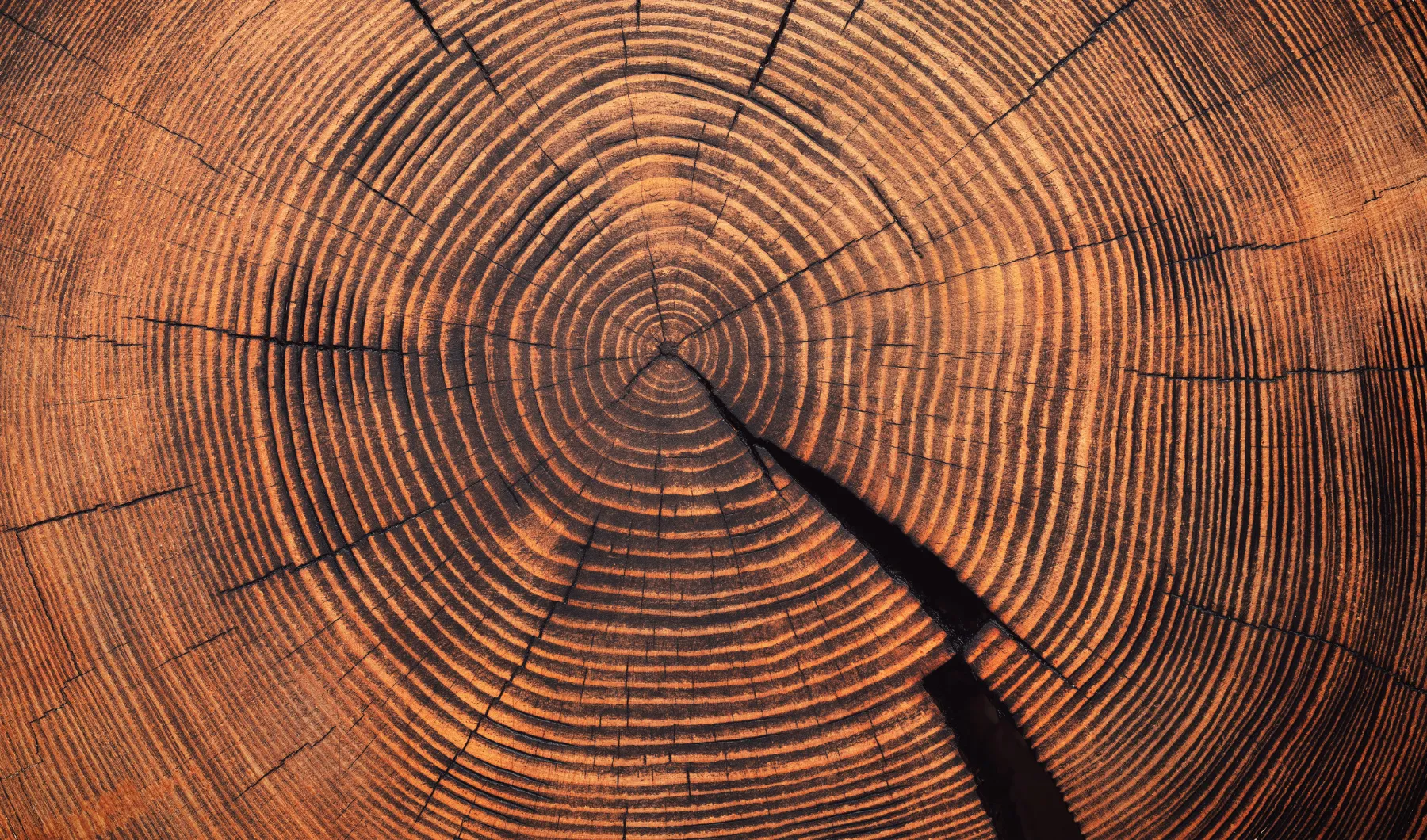 IPÉ : Guide Complet sur l’Essence de Bois Ipé | WoodPartners