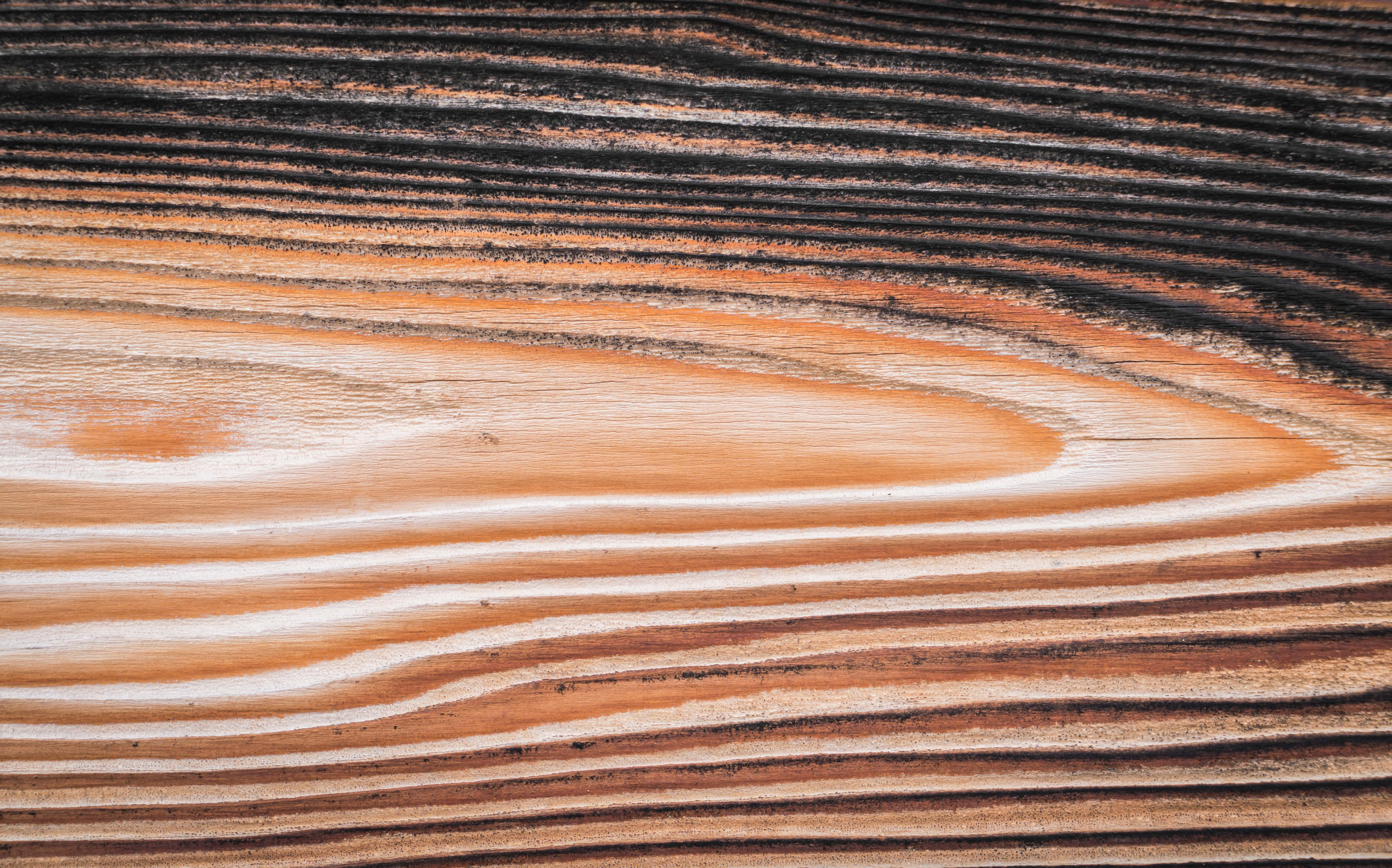 Padouk : Guide Complet sur le Bois Padouk | WoodPartners